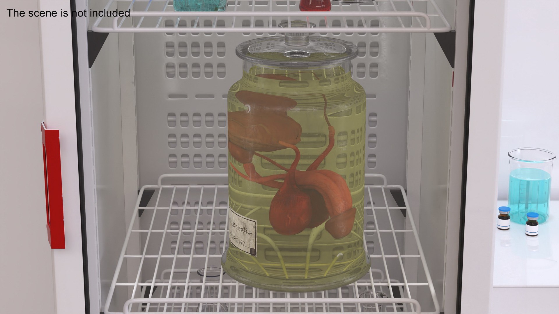 Male Genitalia In Old Glass Jar 3D - TurboSquid 2258827