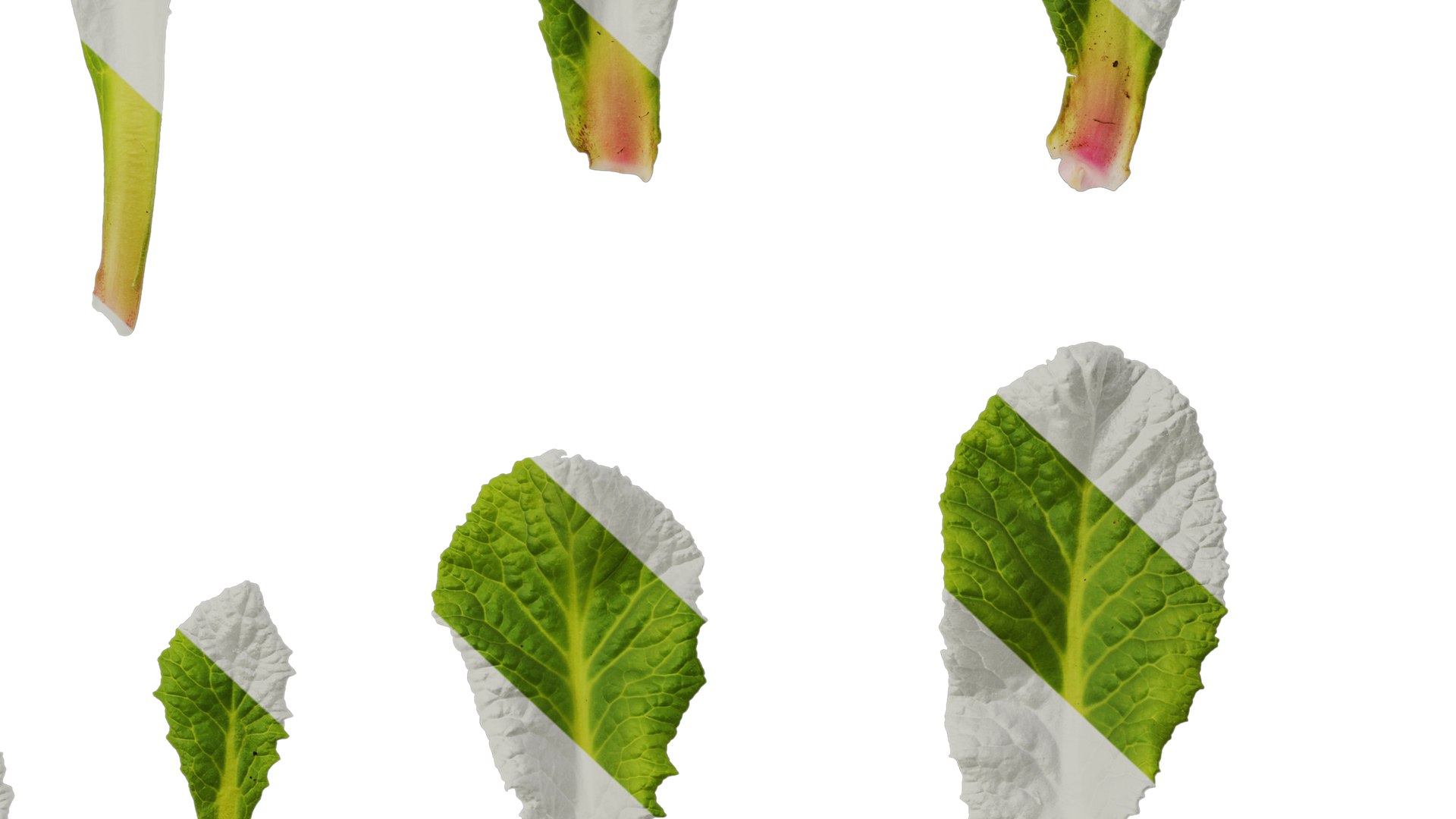 Anydrafts Primula Malacoides Leaf 03 Textures 3D Model - TurboSquid 2358234