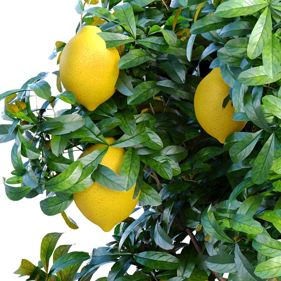 Lemon Tree In A Modern Potted Flowerpot Decorative Citrus Fruit Model ...