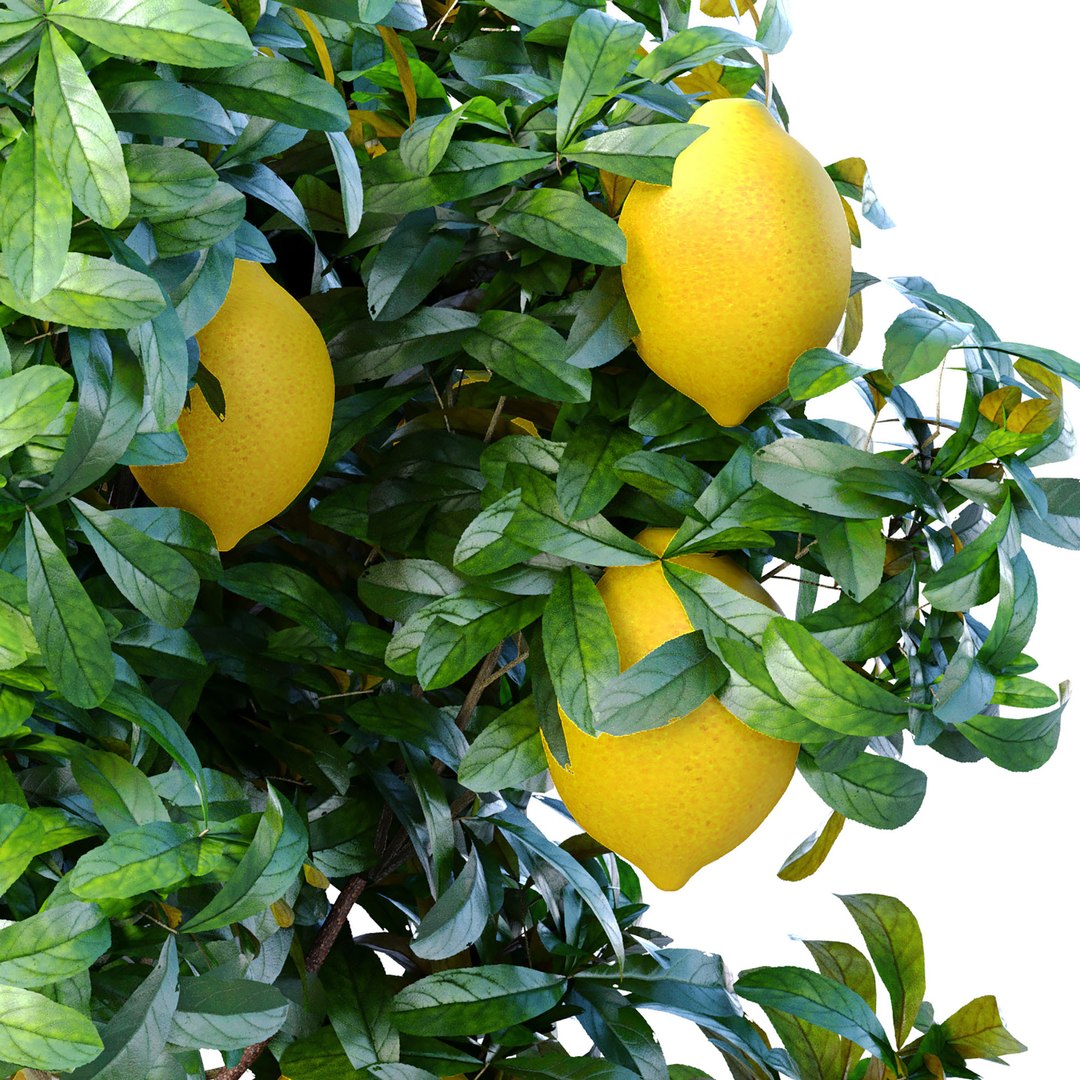 Lemon Tree In A Modern Potted Flowerpot Decorative Citrus Fruit Model ...