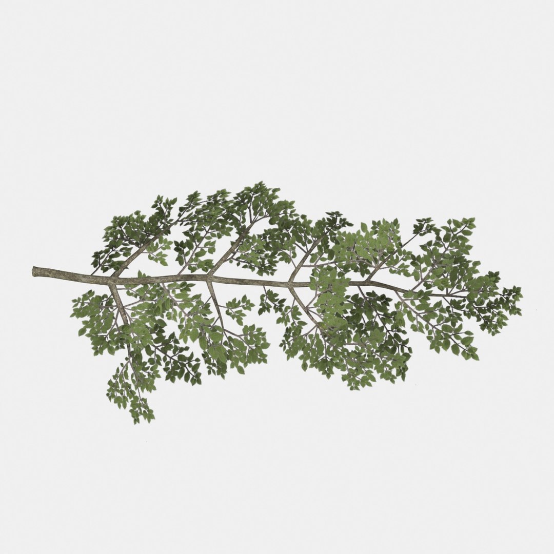 3D Rigged Tree Branch Types - TurboSquid 1397942