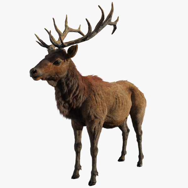 Elk 3D Models for Download | TurboSquid