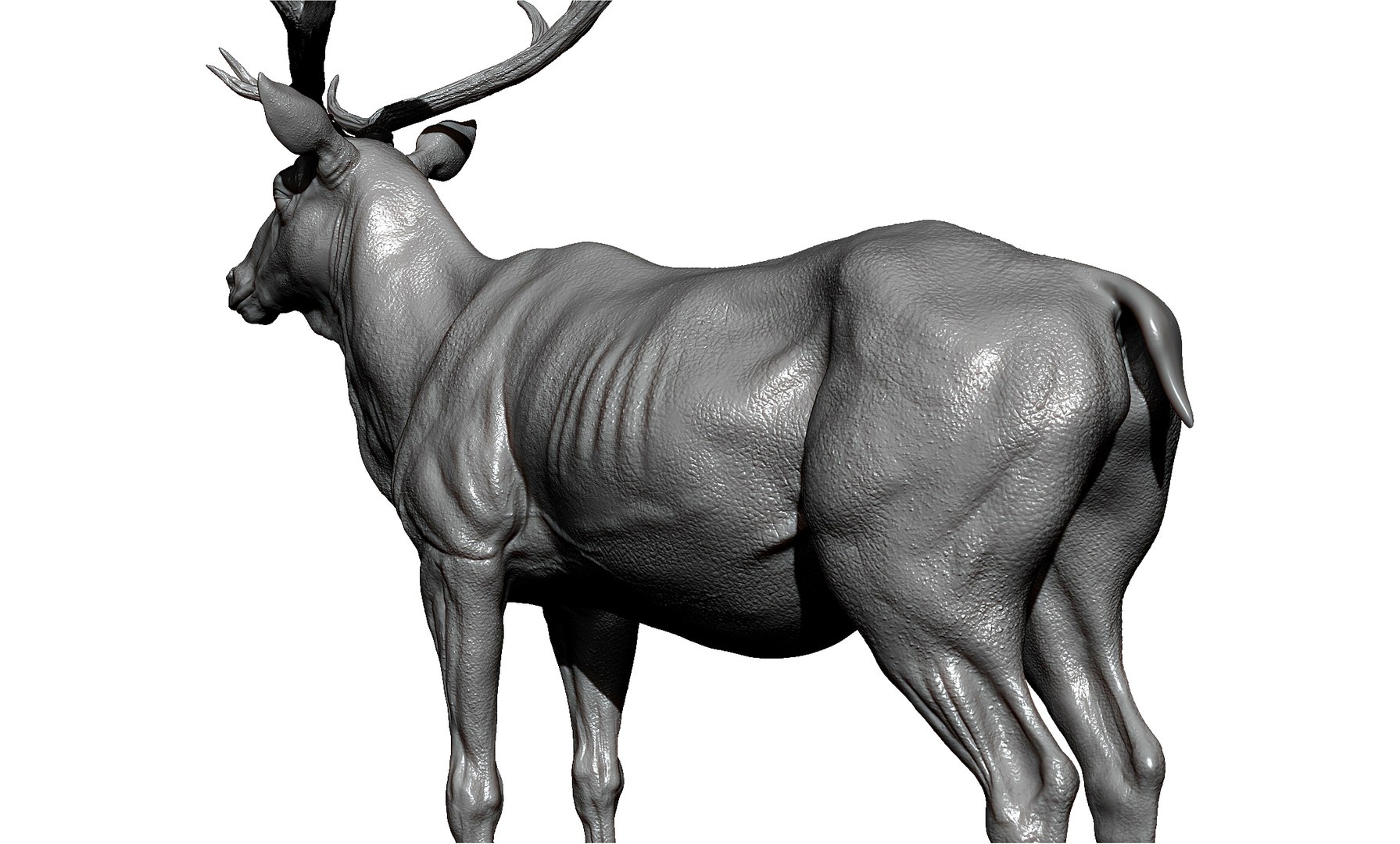 Zbrush horns model - TurboSquid 1660457