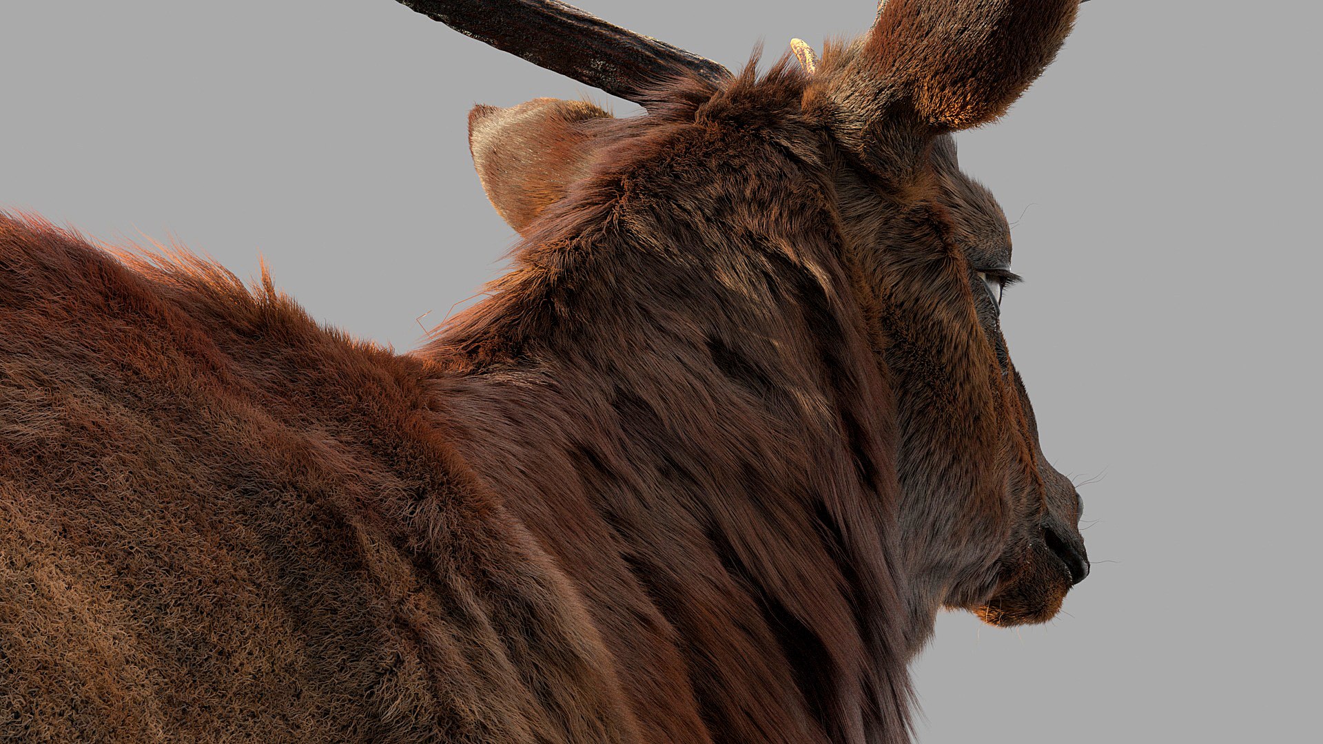 Zbrush horns model - TurboSquid 1660457