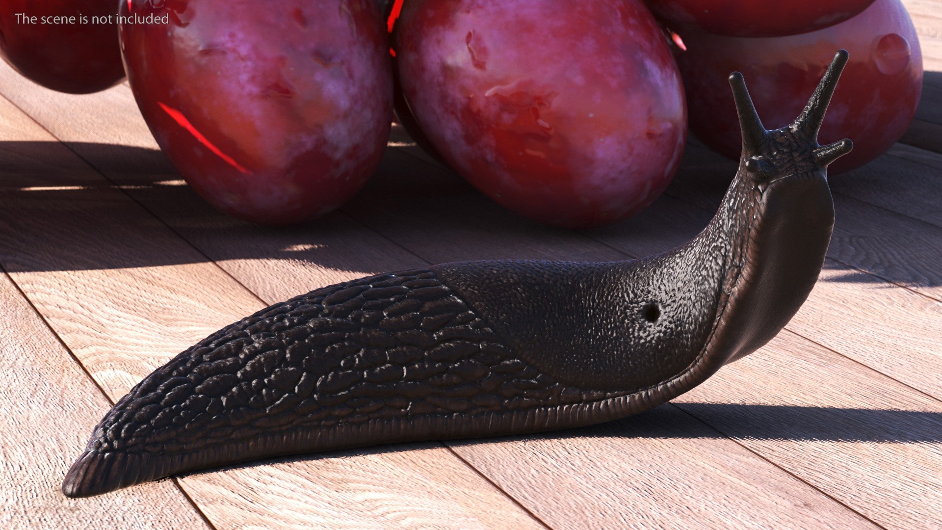 Garden Slug Rigged for Cinema 4D 3D model - TurboSquid 2018542