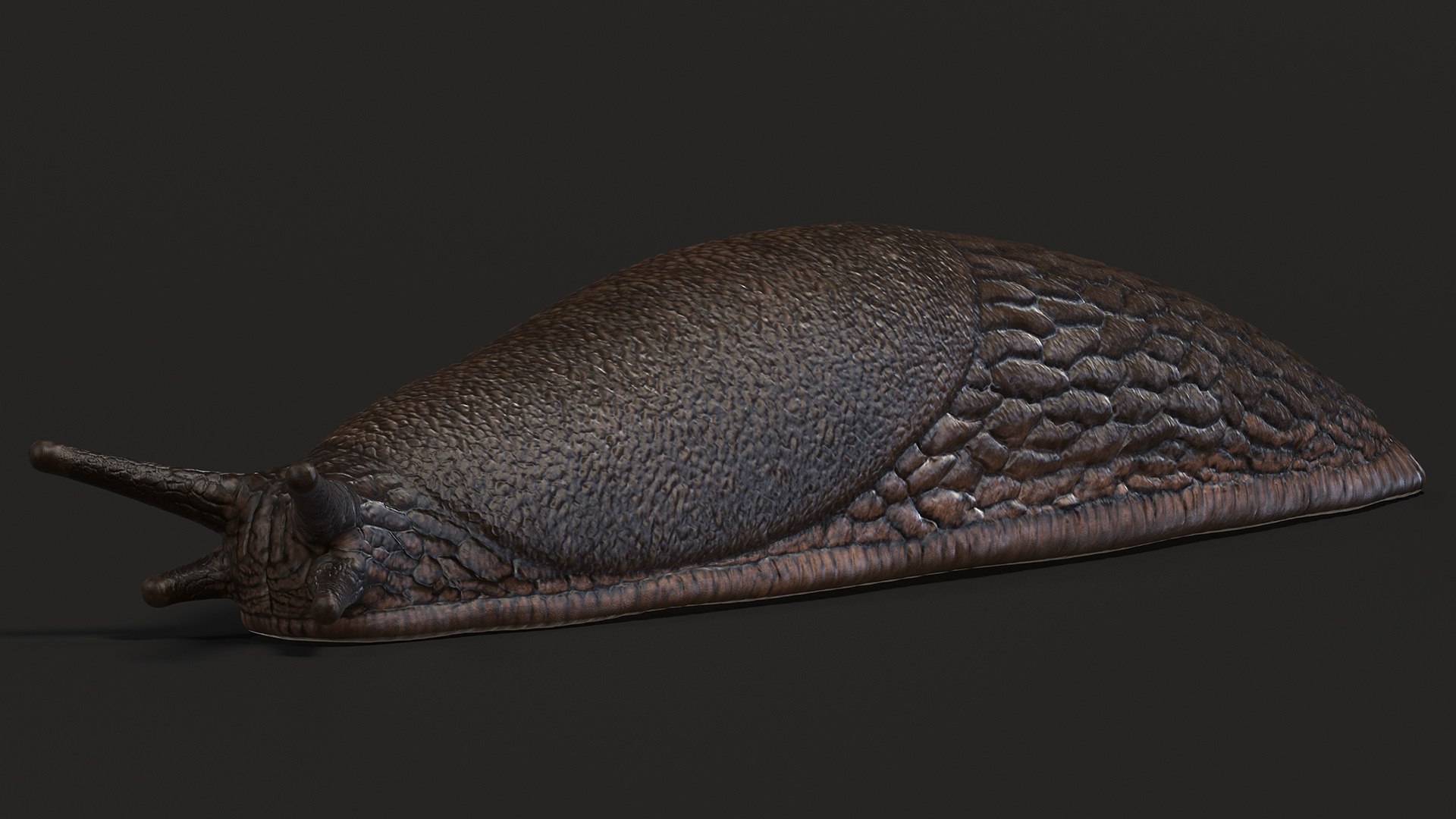 Garden Slug Rigged For Cinema 4D 3D Model - TurboSquid 2018542