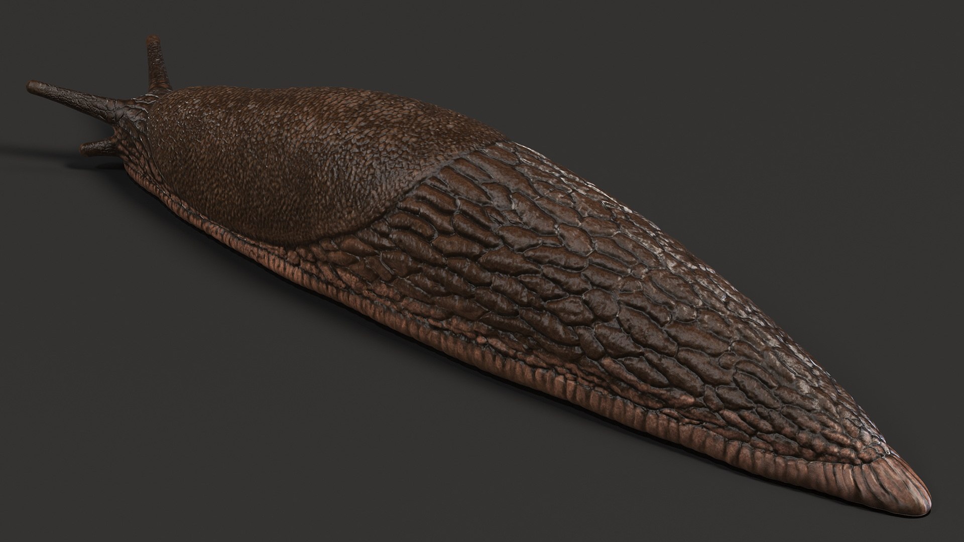 Garden Slug Rigged For Cinema 4D 3D Model - TurboSquid 2018542