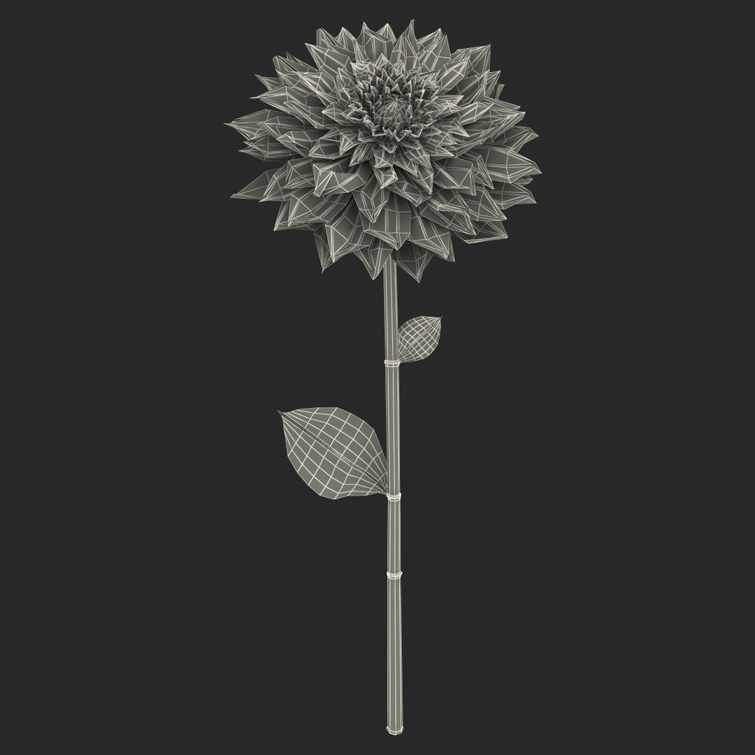 Dahlias Flower 3d Model