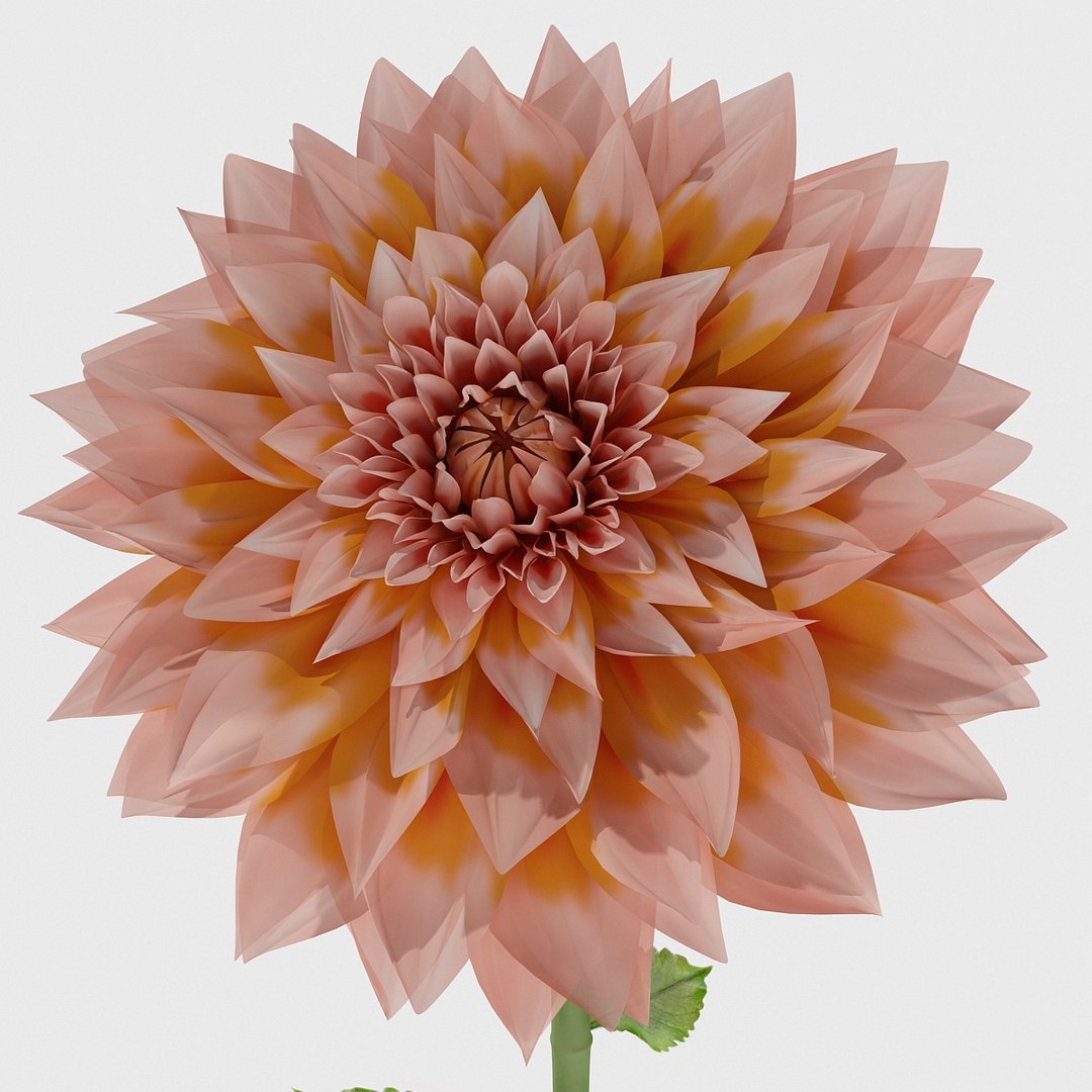 Dahlias Flower 3d Model