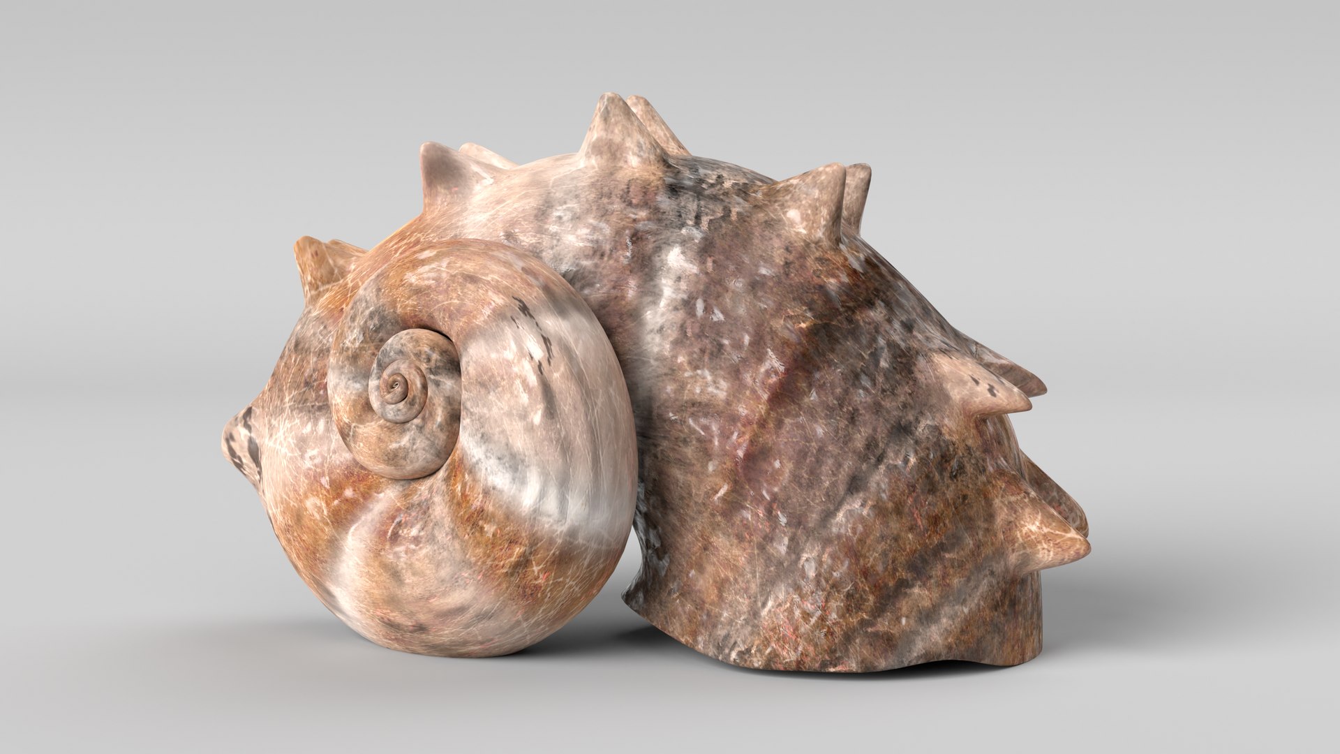 3D seashell shell sea model - TurboSquid 1665771