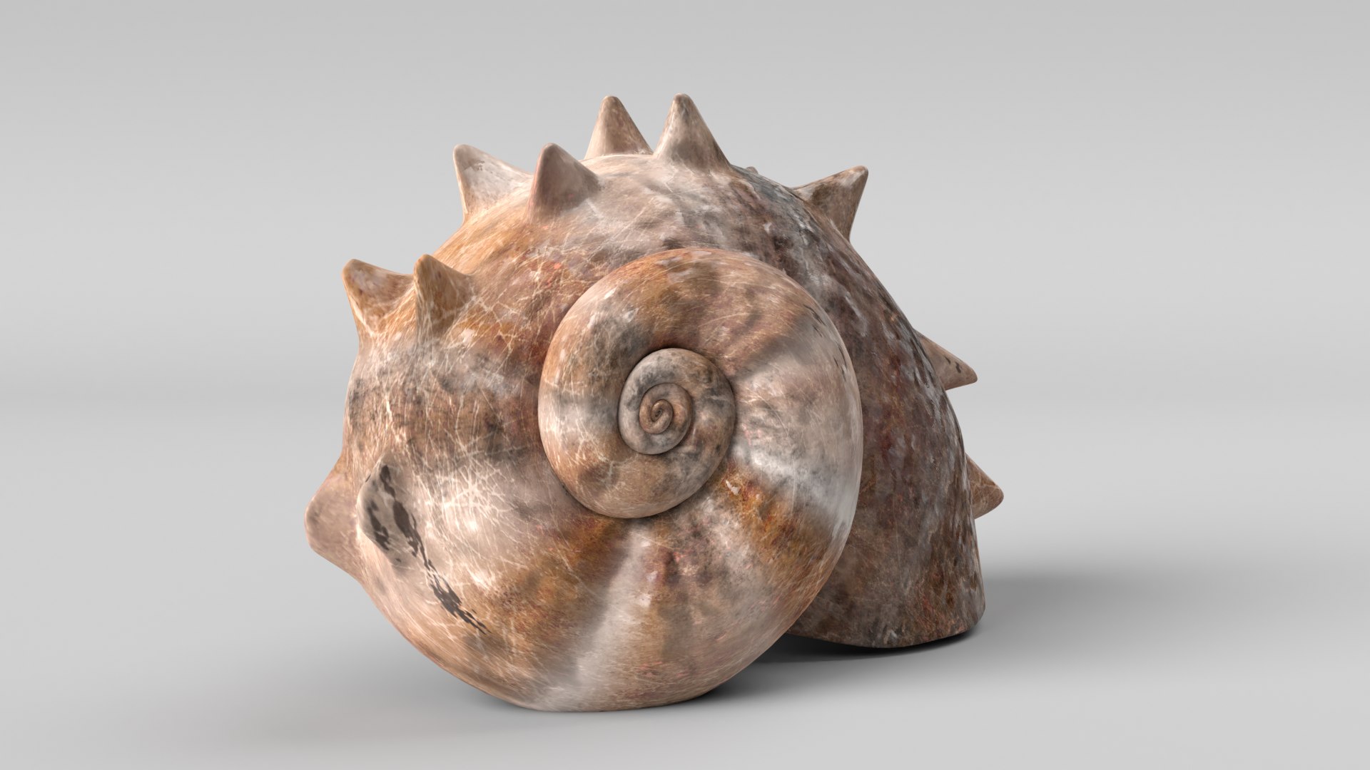 3D Seashell Shell Sea Model - TurboSquid 1665771