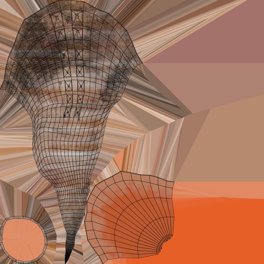 3D Seashell Shell Sea Model - TurboSquid 1665771