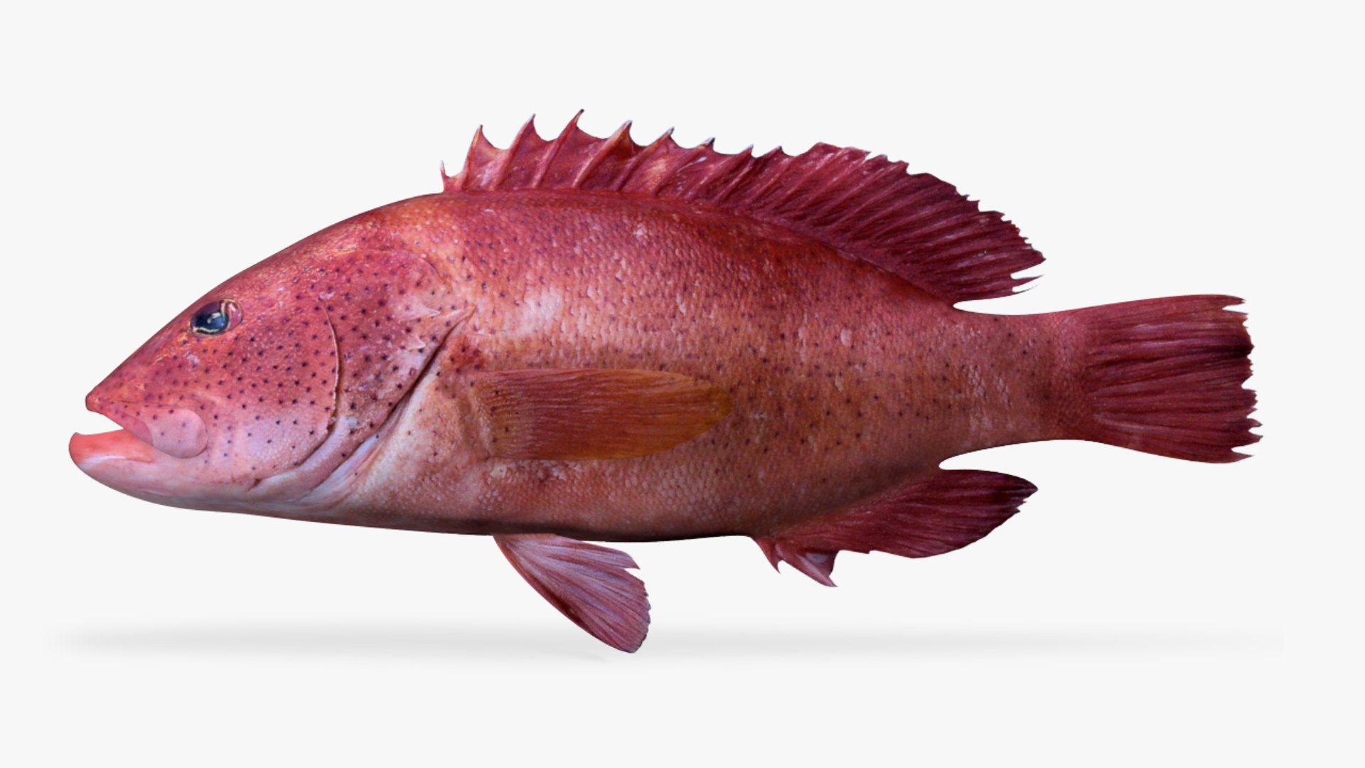 Cephalopholis Fulva Coney 3D Model - TurboSquid 1528887