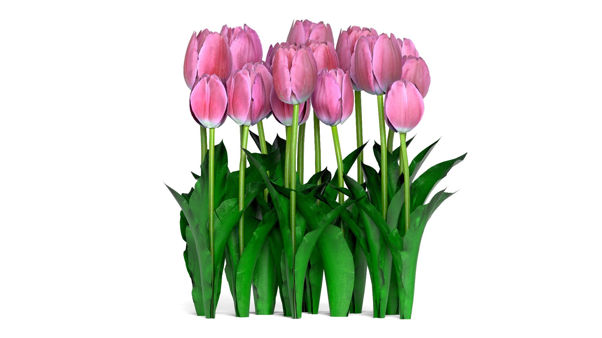 8k Game Ready Realistic 4 Color Tulip 3D Pack 3D Model - TurboSquid 2317482
