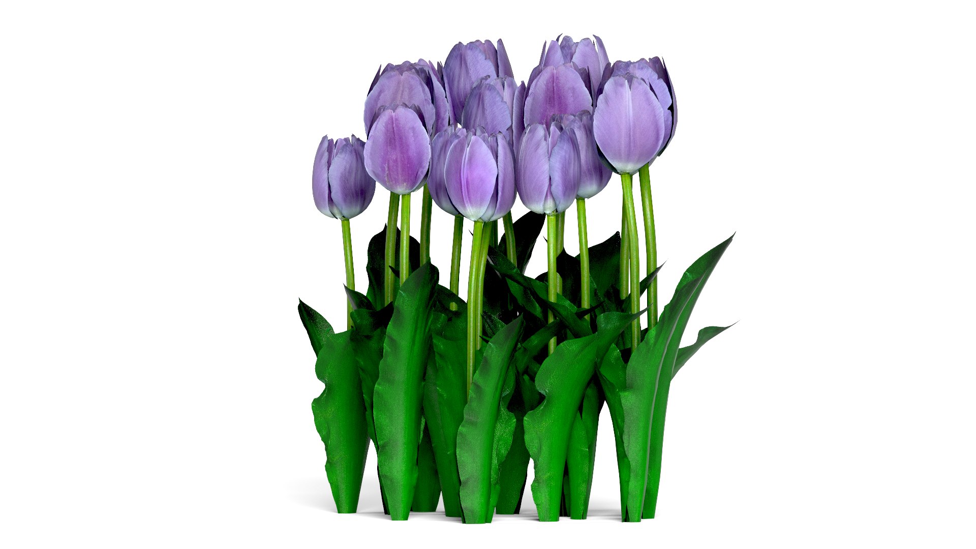 8k Game Ready Realistic 4 Color Tulip 3D Pack 3D Model - TurboSquid 2317482
