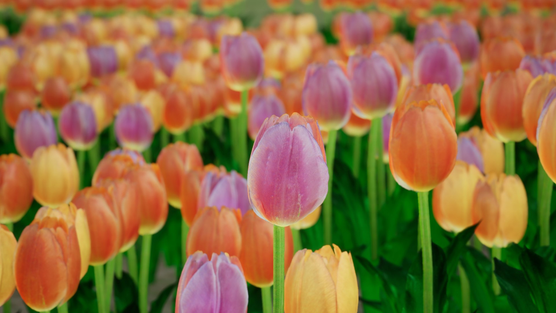 8k Game Ready Realistic 4 Color Tulip 3D Pack 3D Model - TurboSquid 2317482