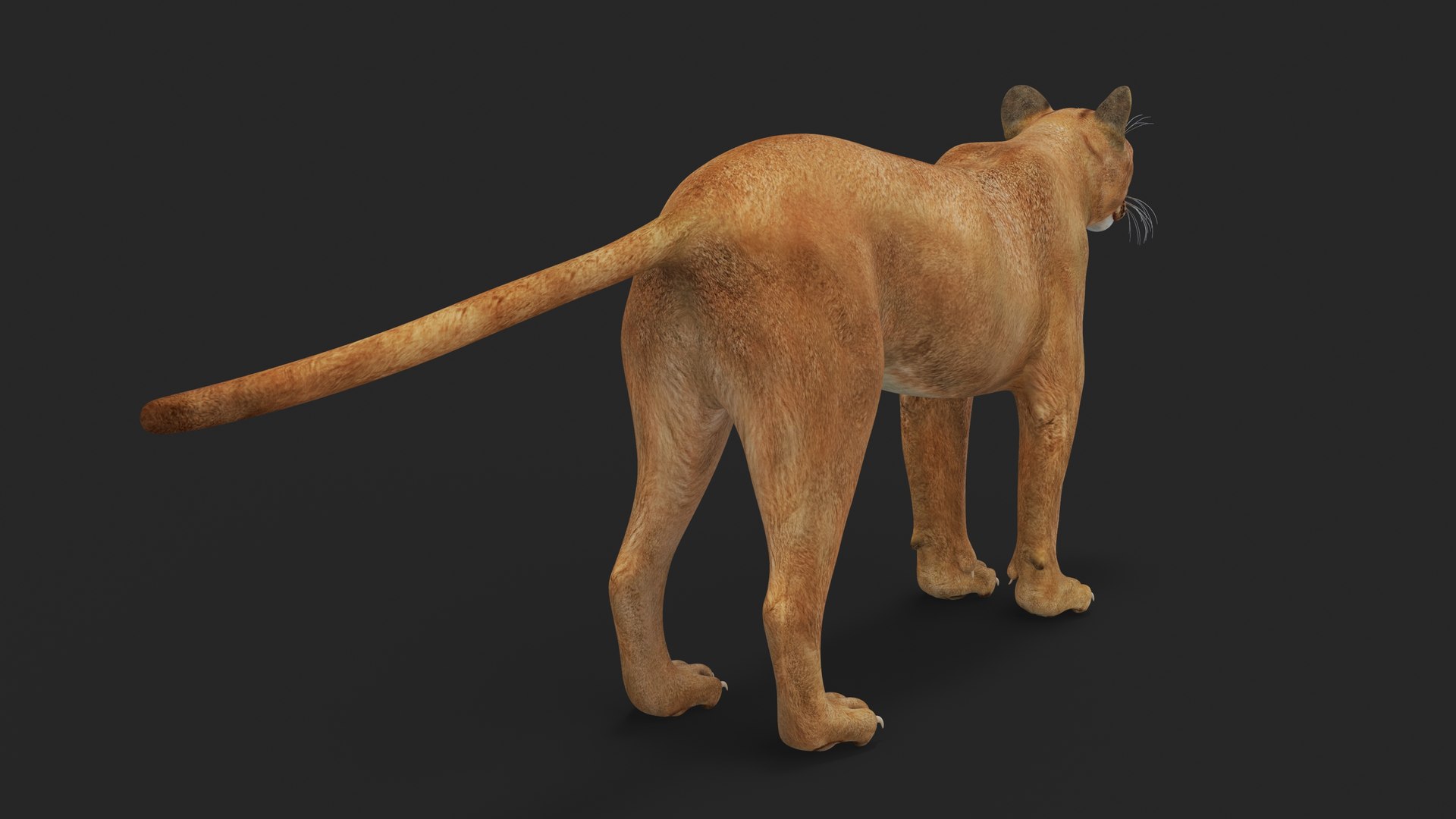 3D Puma Model - TurboSquid 2230637