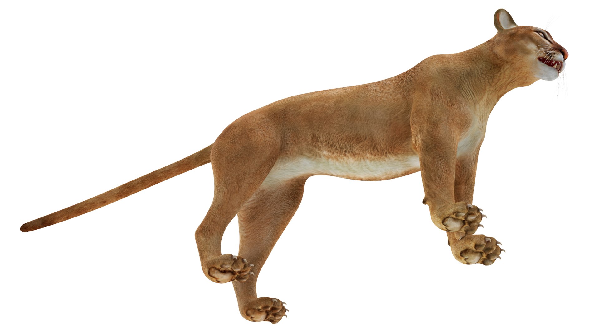 3D Puma Model - TurboSquid 2230637