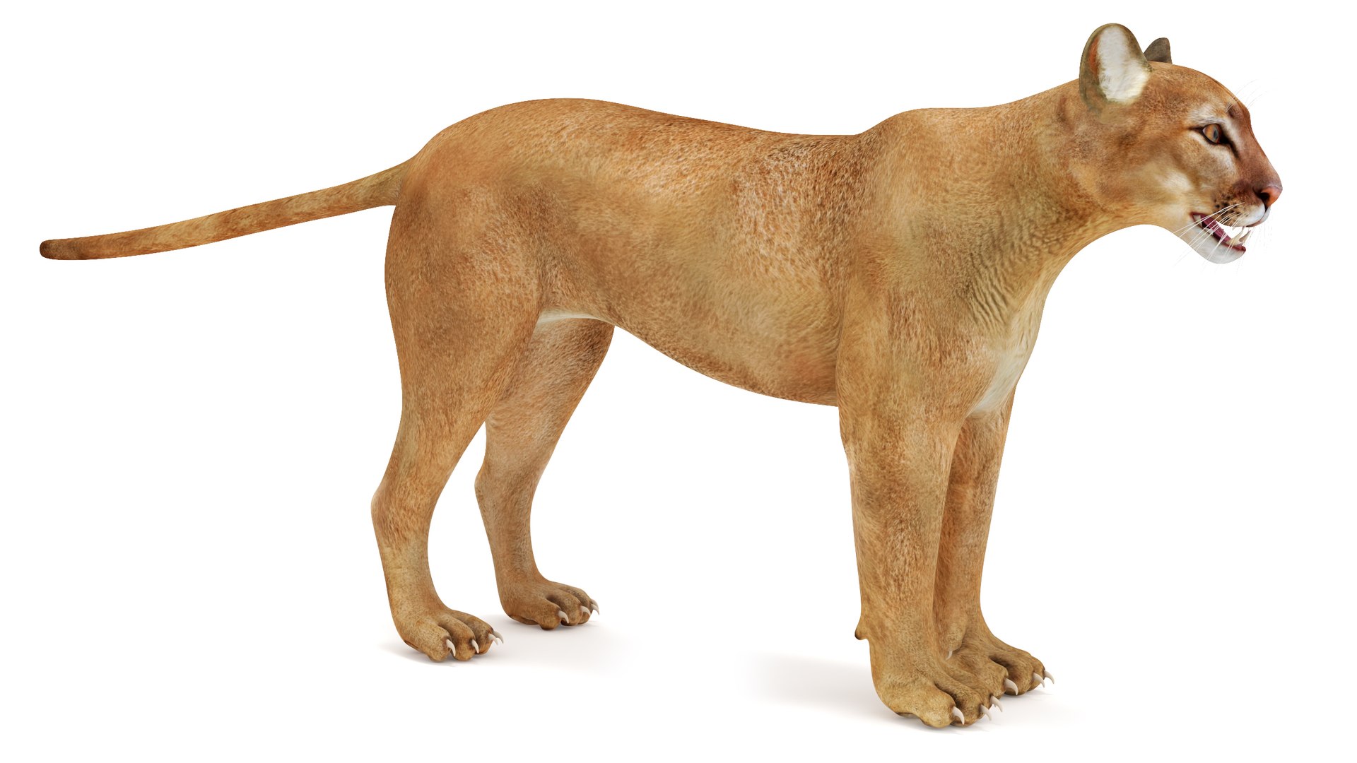 3D Puma Model - TurboSquid 2230637