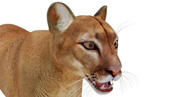 modelo 3d Puma - TurboSquid 2230637