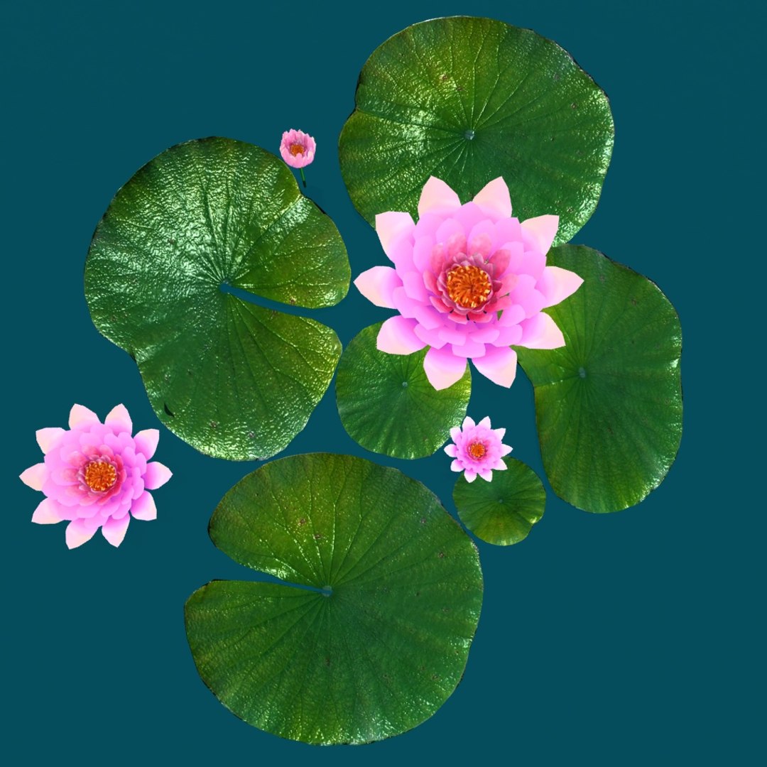 3D water flower model - TurboSquid 1520002