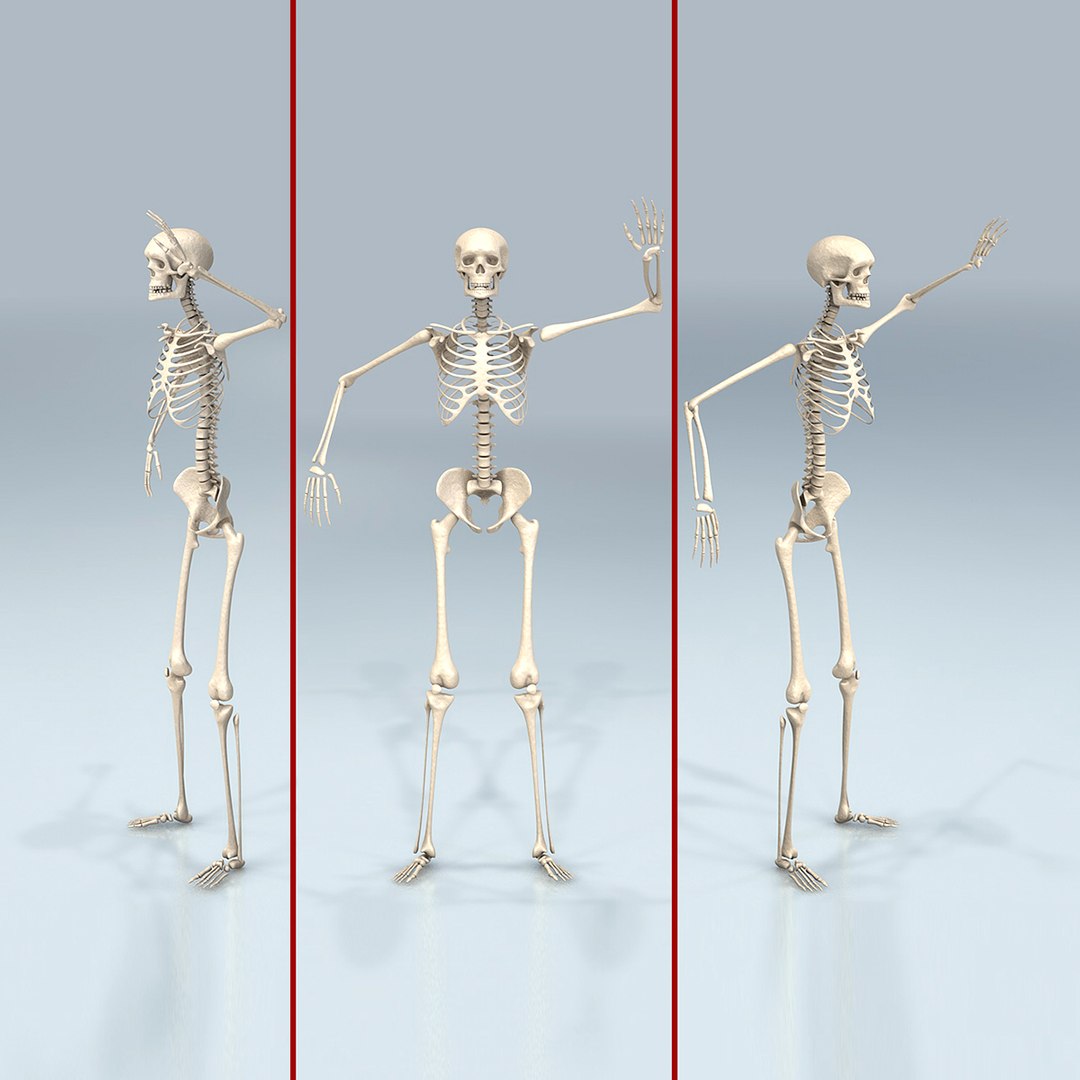 3D Human Bones - TurboSquid 1706866