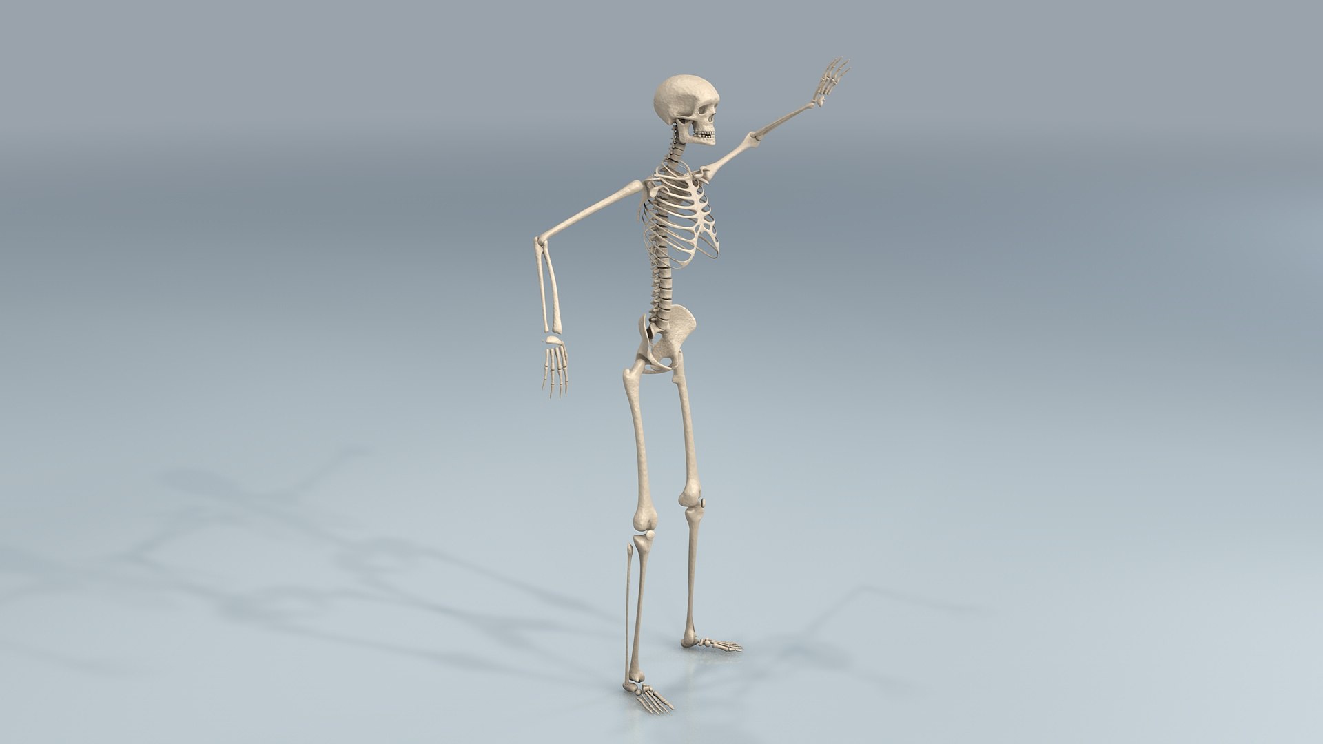 3D Human Bones - TurboSquid 1706866