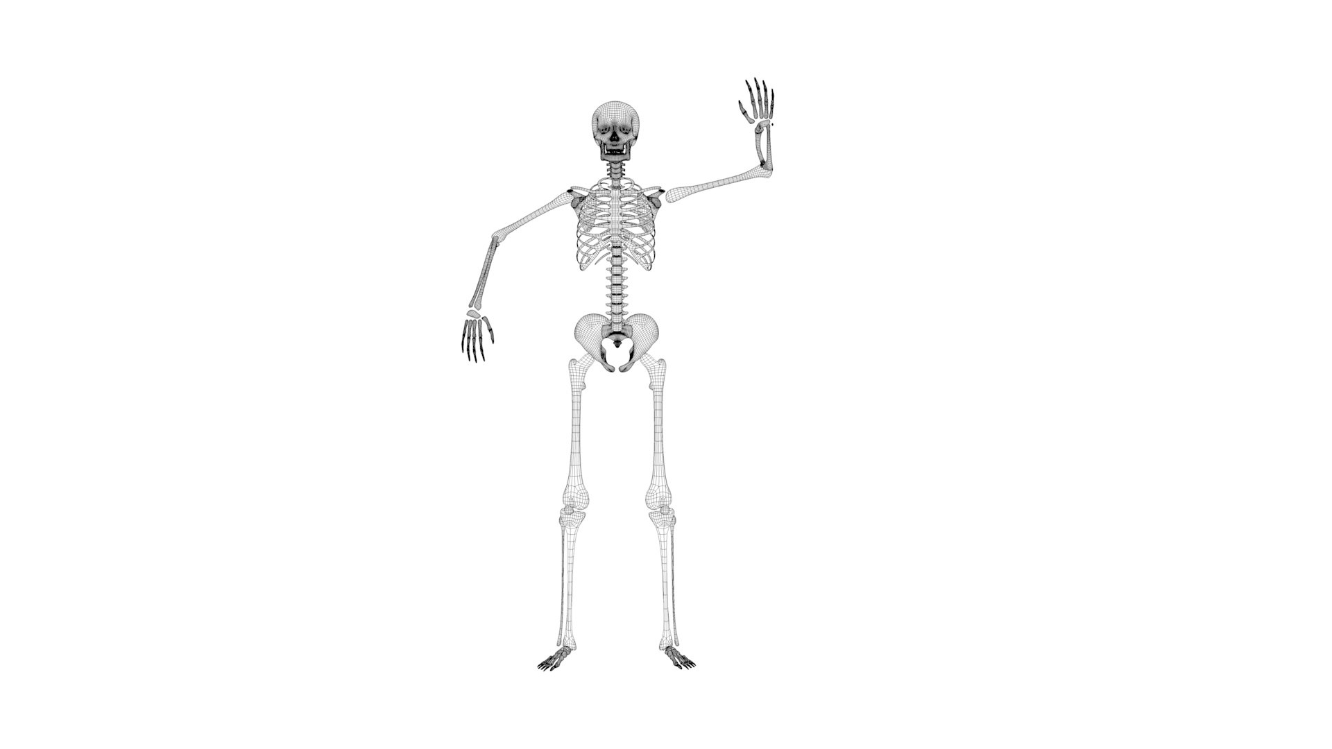 3D Human Bones - TurboSquid 1706866