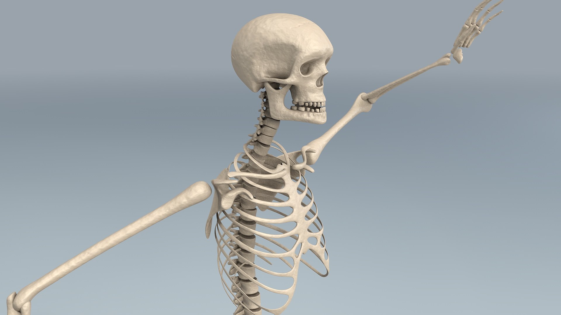 3D Human Bones - TurboSquid 1706866