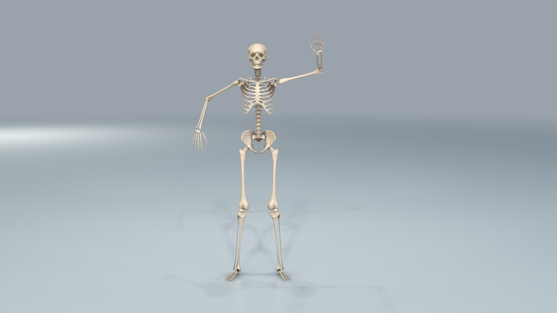 3D Human Bones - TurboSquid 1706866
