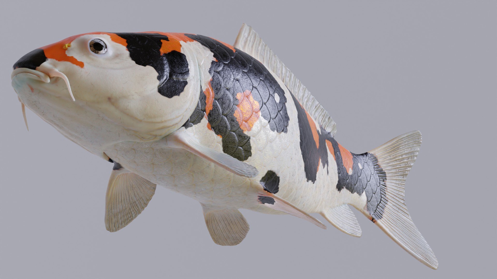 3D Model Koi Carp Pack - TurboSquid 1841640