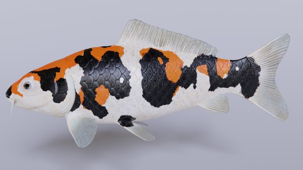 3D model Koi Carp Pack - TurboSquid 1841640