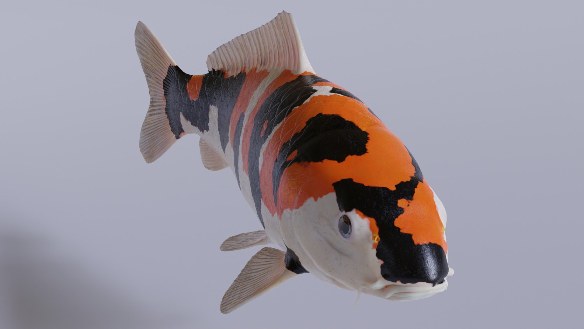 3D Model Koi Carp Pack - TurboSquid 1841640