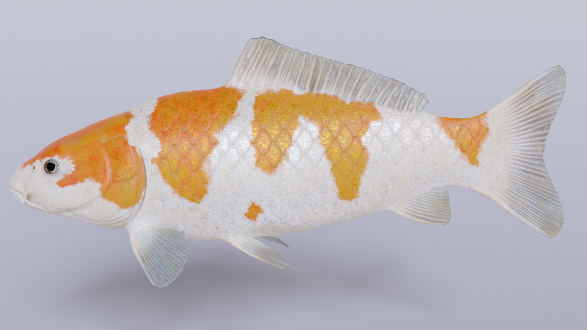 3D model Koi Carp Pack - TurboSquid 1841640