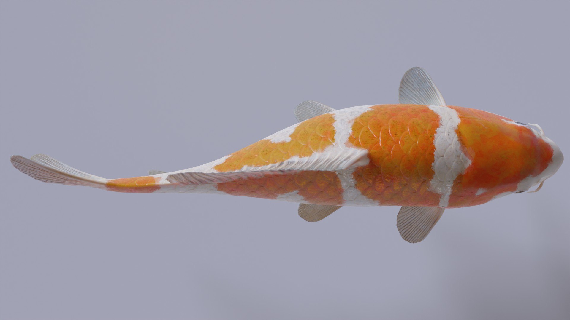 3D Model Koi Carp Pack - TurboSquid 1841640