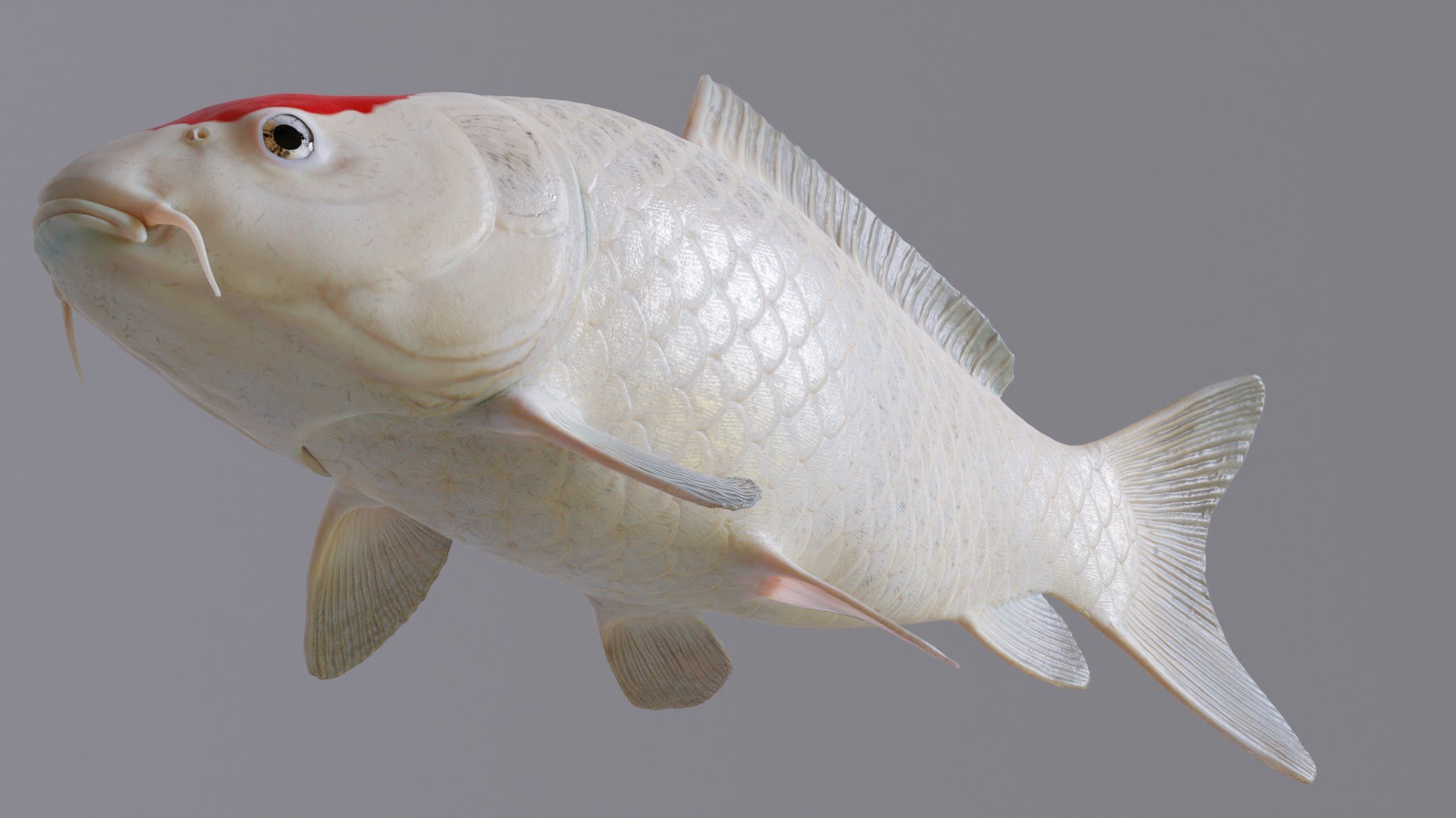 3D Model Koi Carp Pack - TurboSquid 1841640