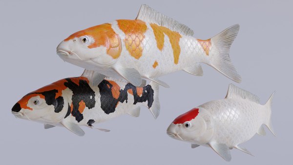 3D model Koi Carp Pack - TurboSquid 1841640