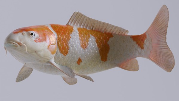 3D model Koi Carp Pack - TurboSquid 1841640