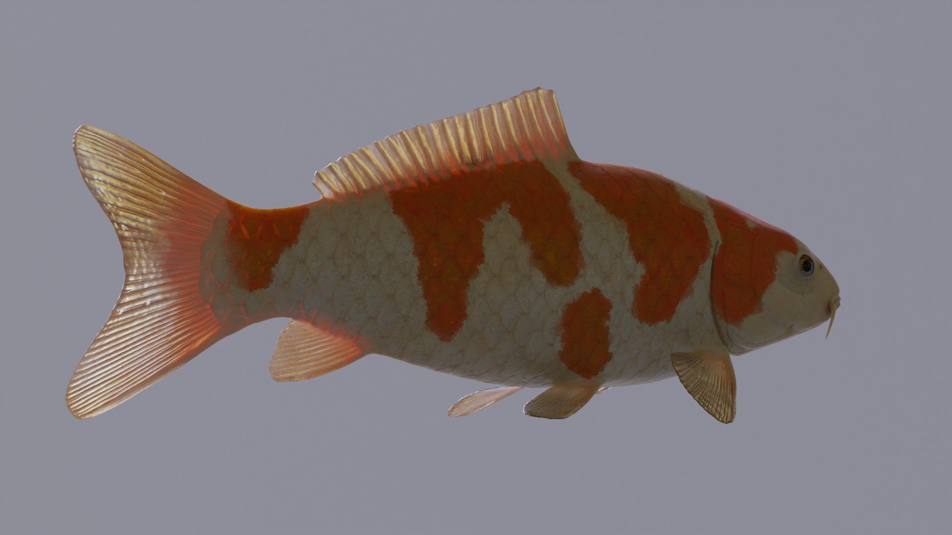 3D model Koi Carp Pack - TurboSquid 1841640