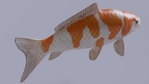 3D model Koi Carp Pack - TurboSquid 1841640