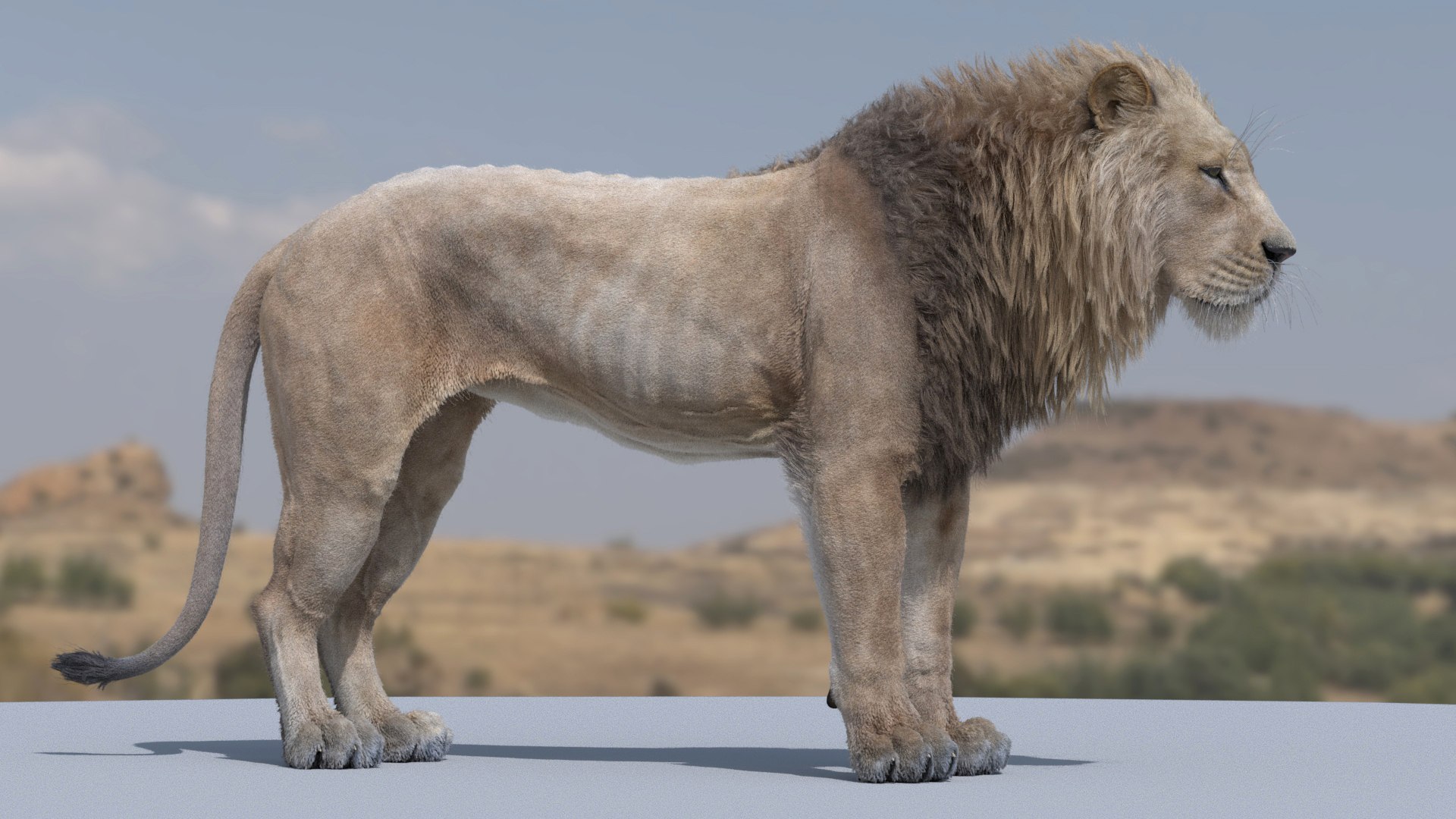 3D Lion RIGGED - TurboSquid 2205956