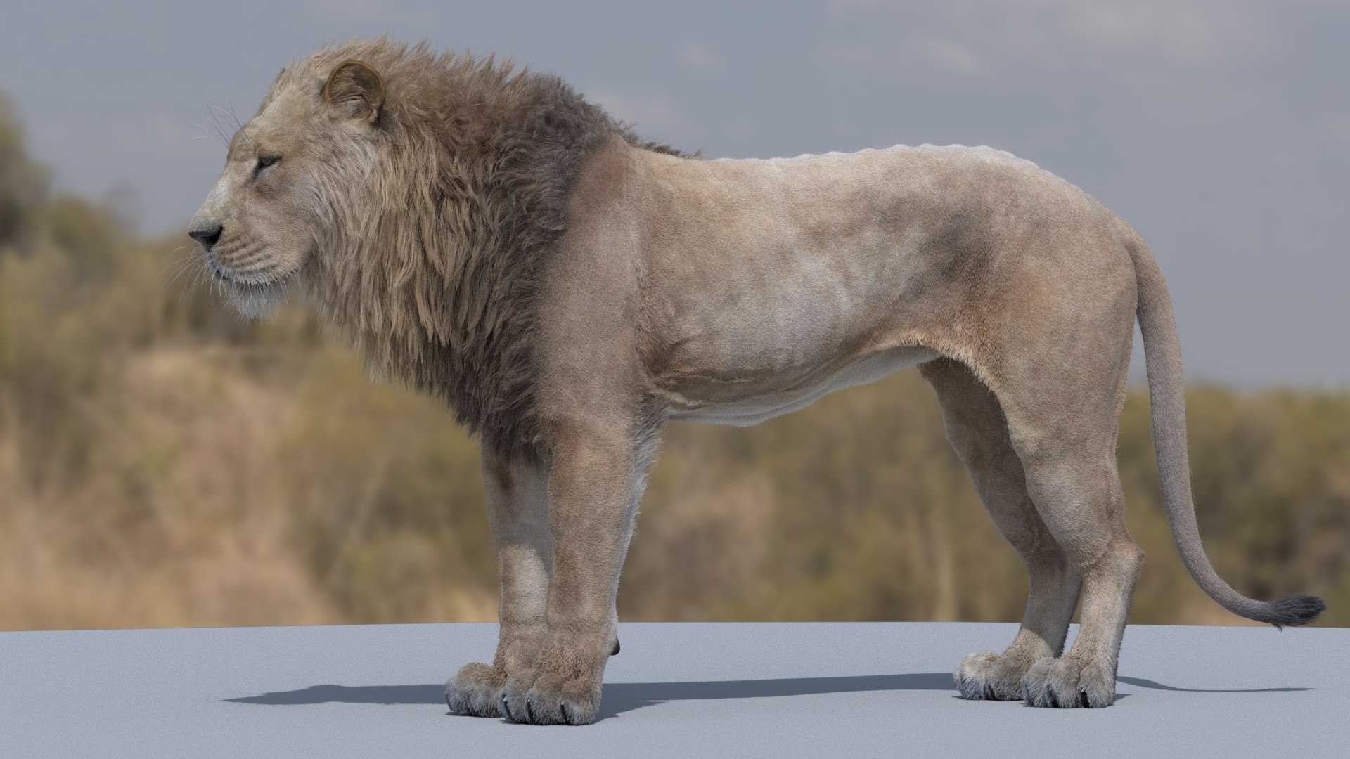 3D Lion RIGGED - TurboSquid 2205956