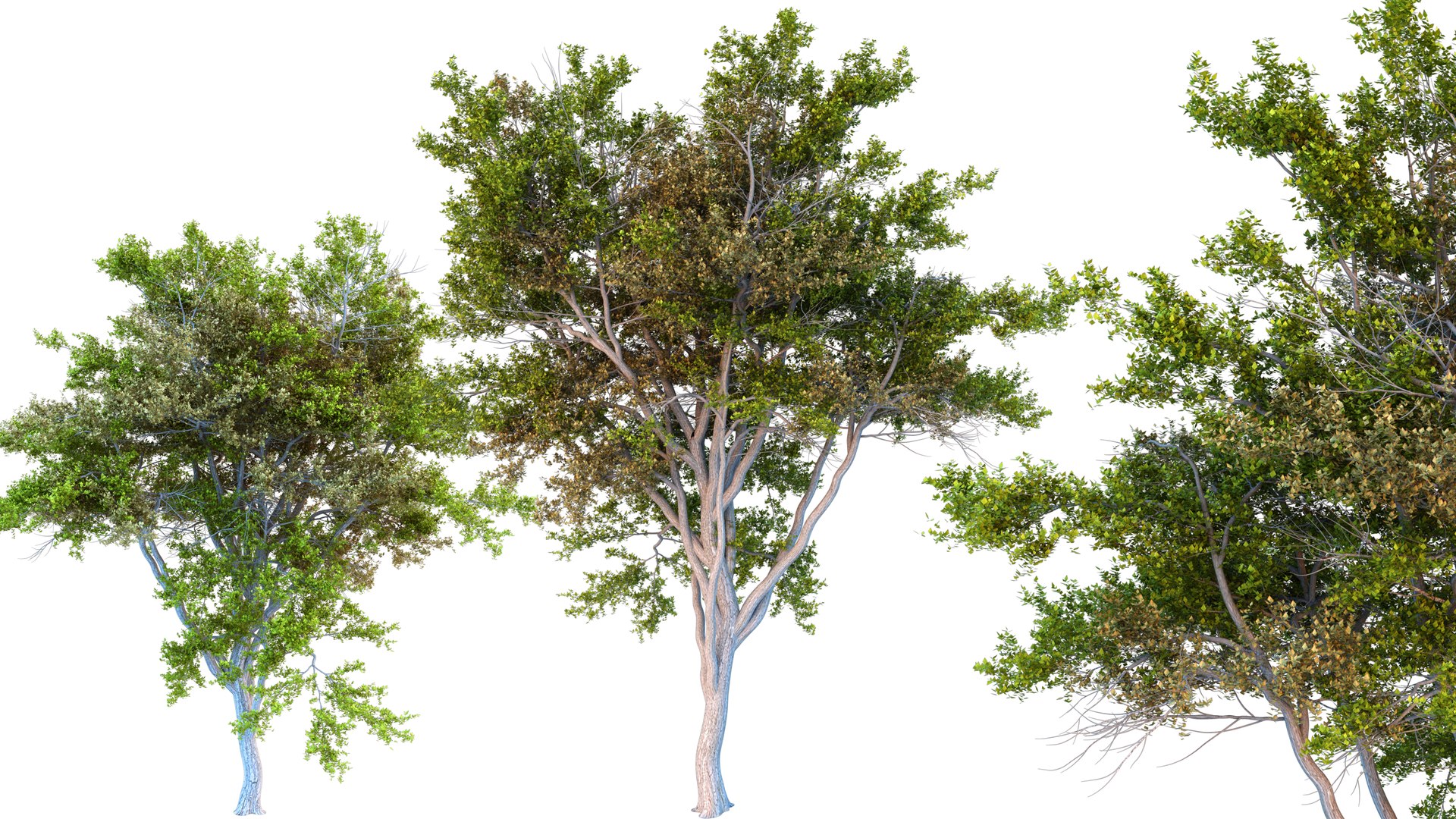 3D Tree - TurboSquid 2315852