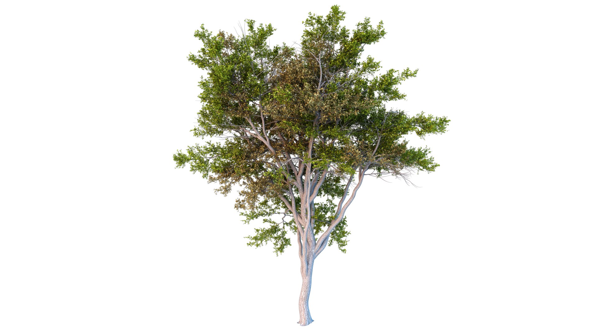 3D Tree - TurboSquid 2315852