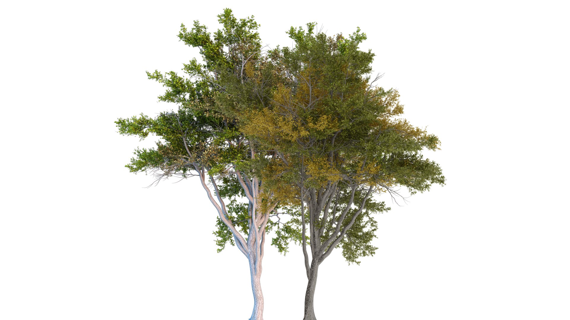 3D Tree - TurboSquid 2315852