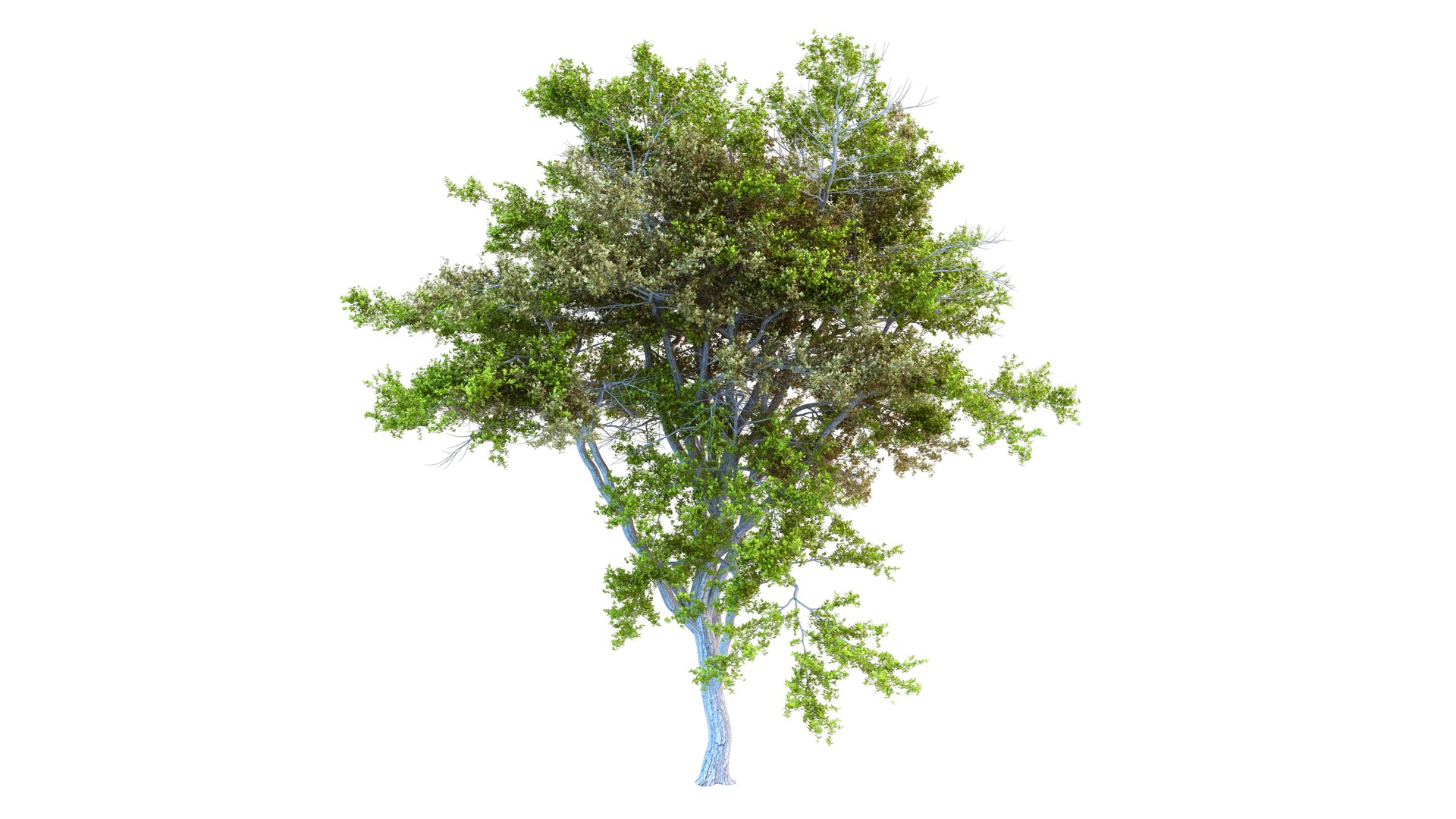 3D Tree - TurboSquid 2315852