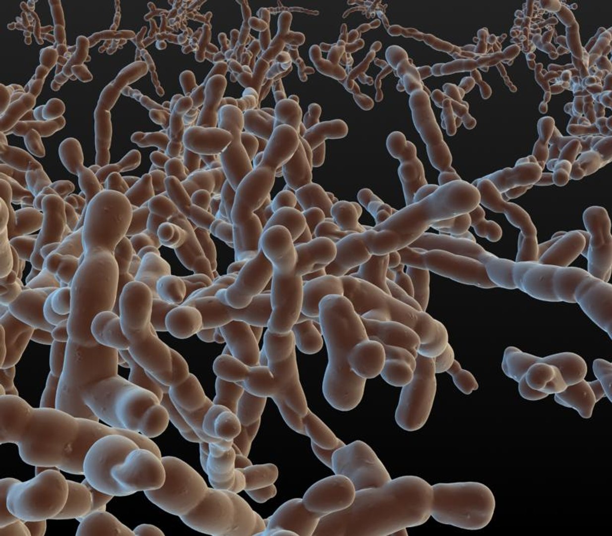 Bacteria bifidobacterium model - TurboSquid 1170359