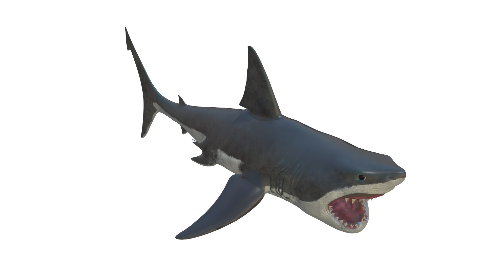 Carcharodon Carcharias 3D Model Model - TurboSquid 2310665