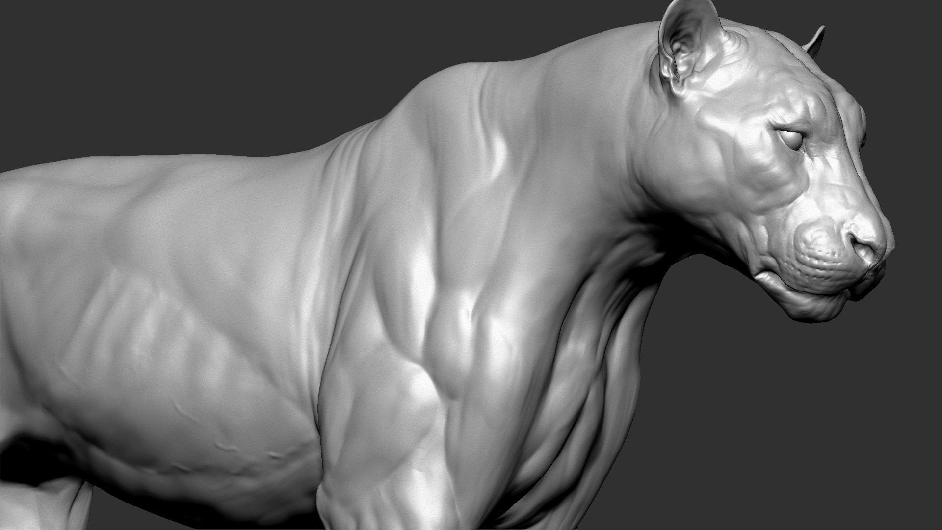 3D Tiger Vfx Zbrush Sculpt - TurboSquid 1521066