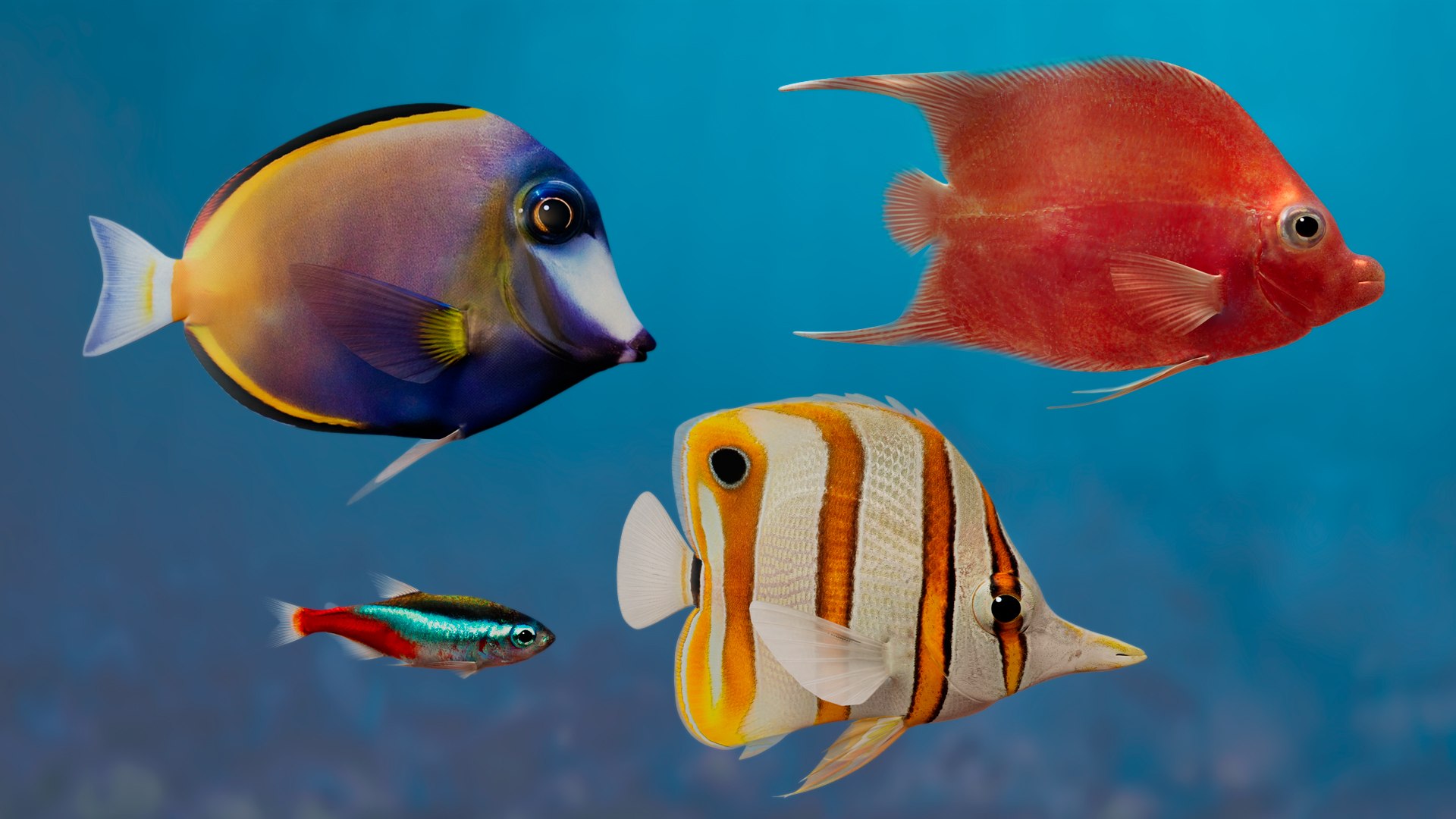 3D Coral Fishes Animated Model - TurboSquid 2316651